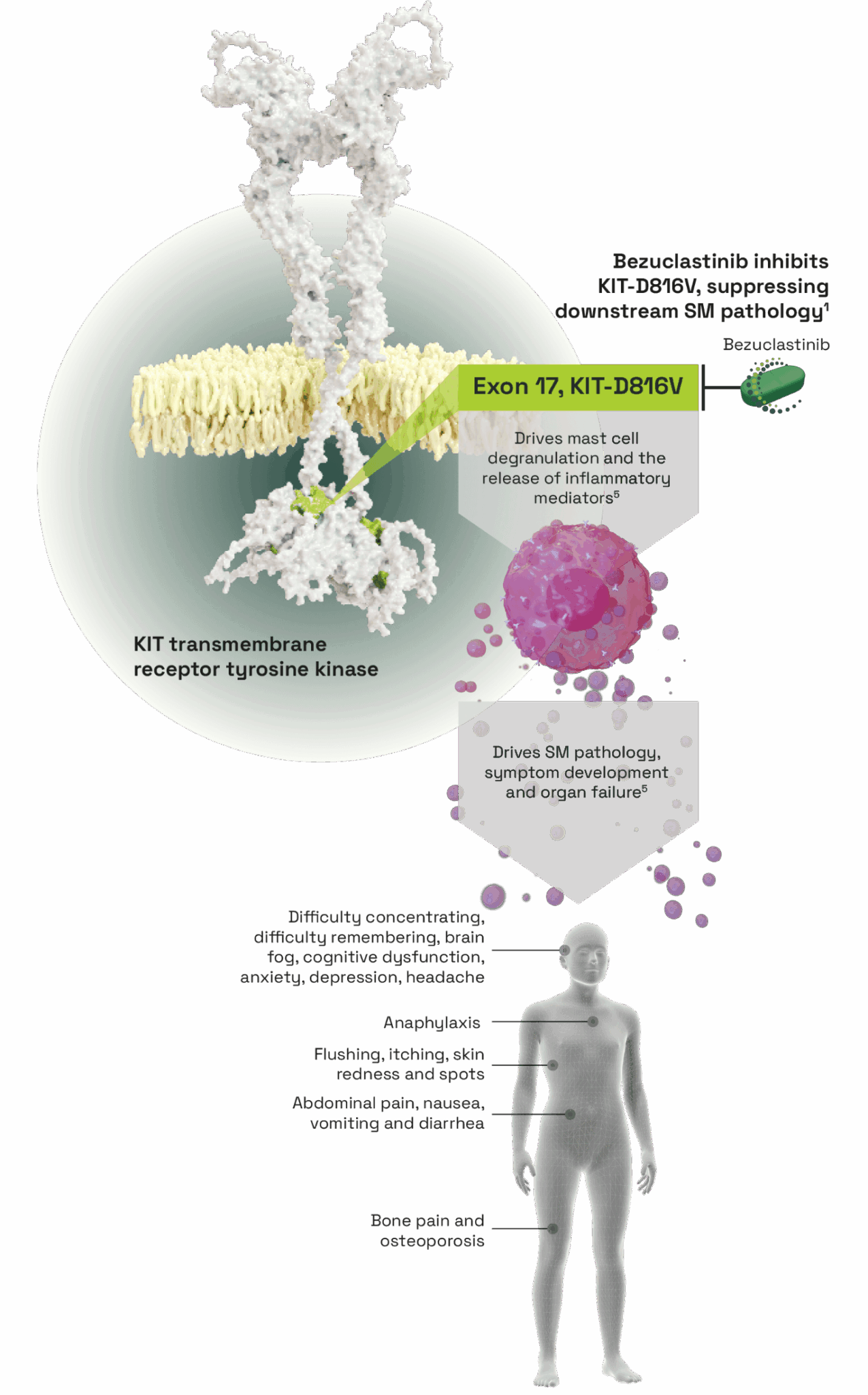 Bezuclastinib – Cogent Biosciences